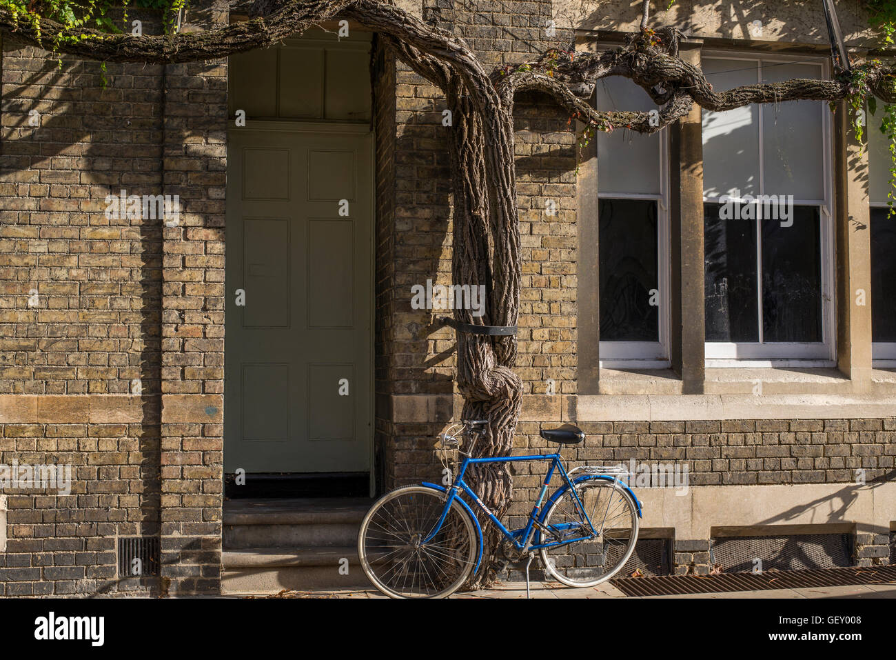 Bicycle propped up against a tree in central Oxford Stock Photo - Alamy