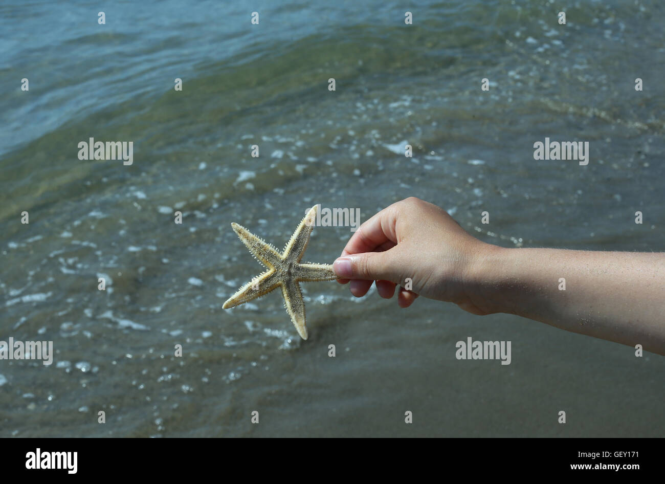 child holds in his hand the starfish on the sea shore Stock Photo - Alamy