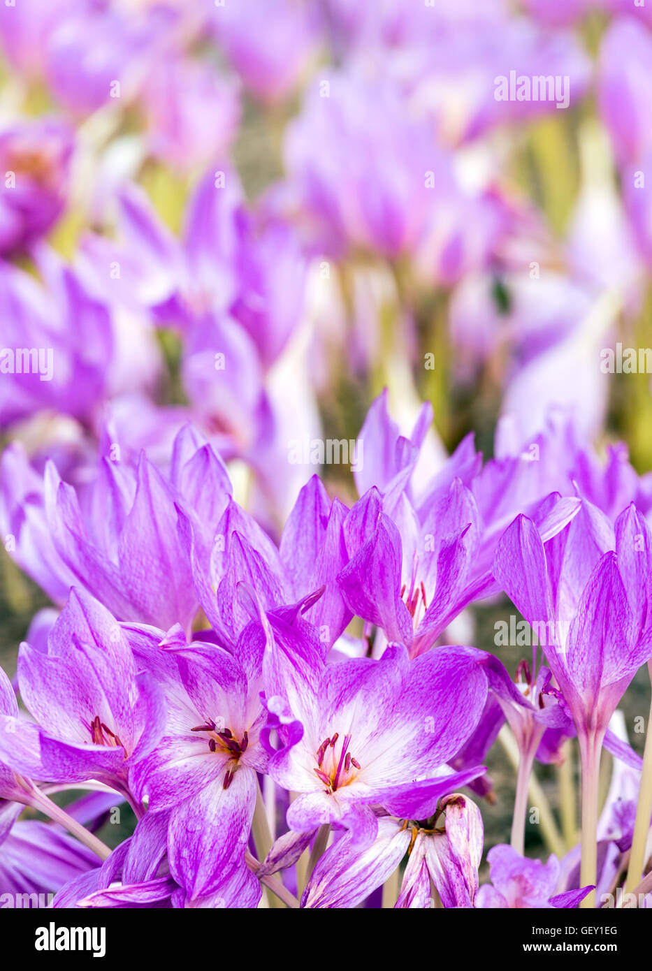 Beautiful crocus in bloom. Spring time Stock Photo - Alamy