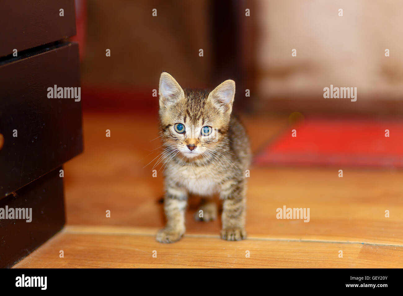 adorable sweet little kitty on wooden floor Stock Photo - Alamy