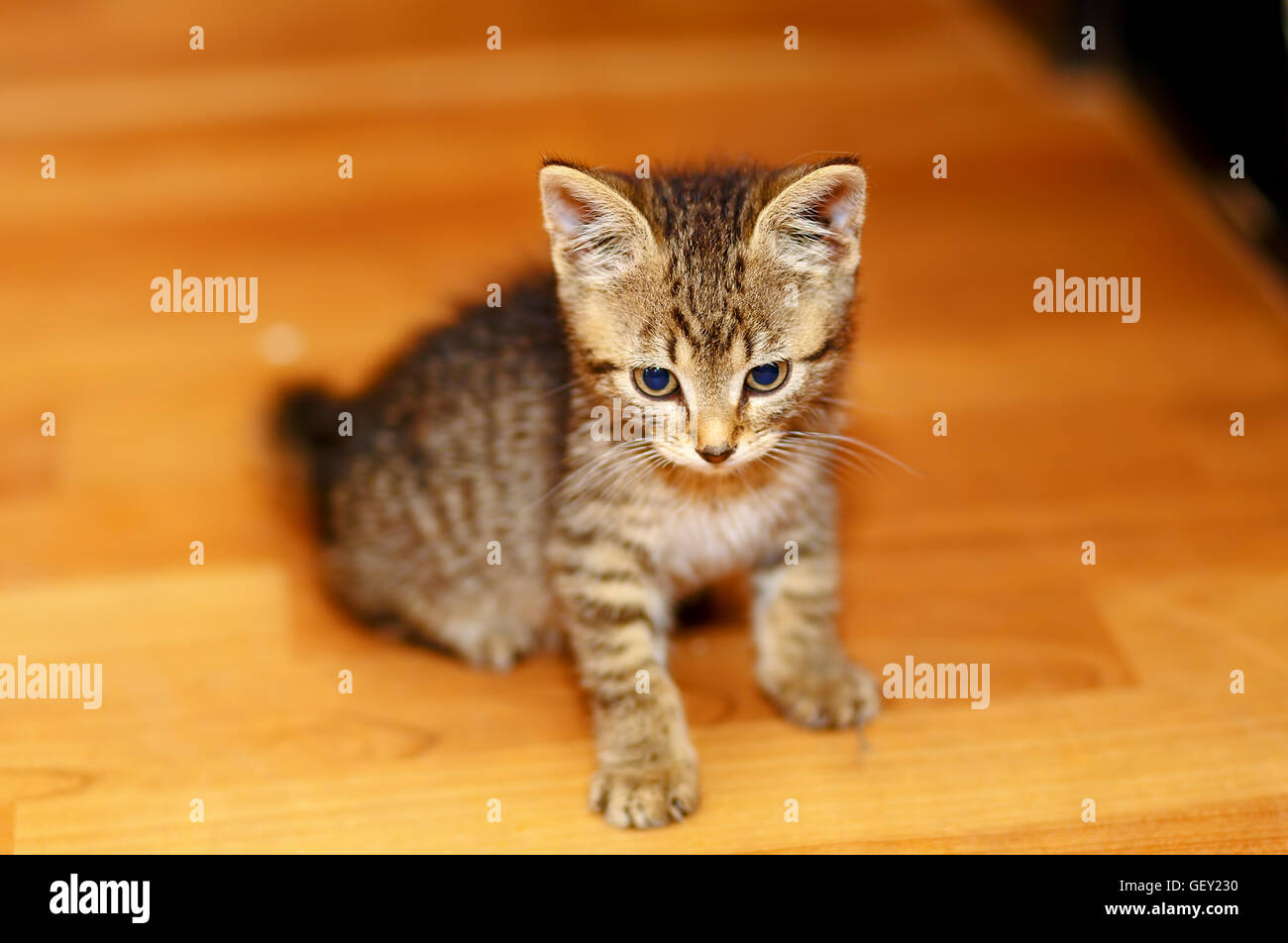 adorable sweet little kitty on wooden floor Stock Photo - Alamy