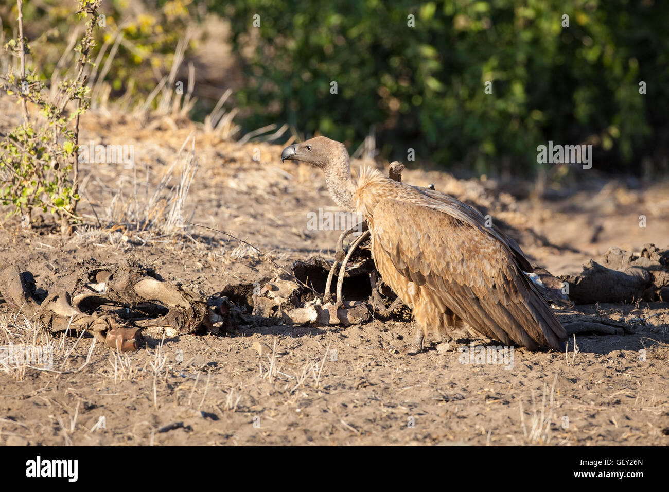 vultures feeding on a carcass Stock Photo - Alamy