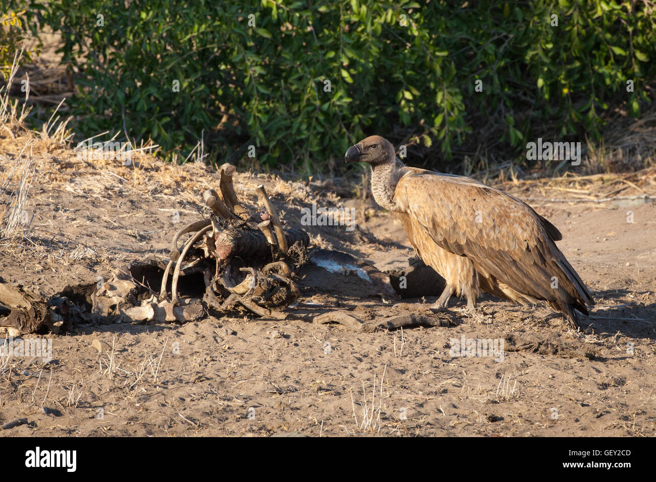 vultures feeding on a carcass Stock Photo - Alamy