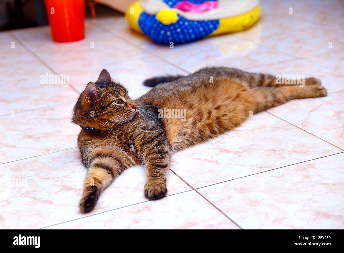beautiful stripped cat lying down on a marmor floor Stock Photo - Alamy