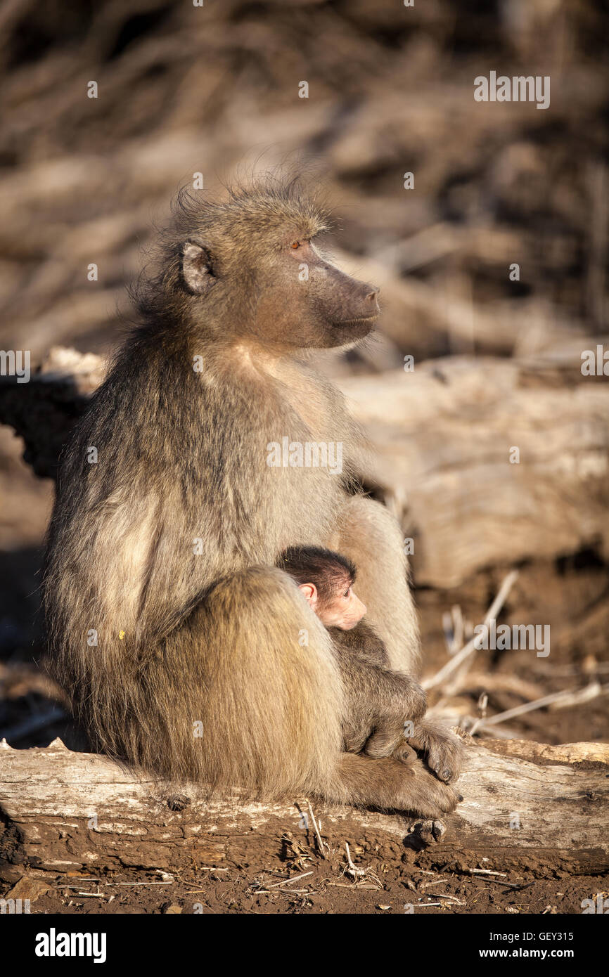 Mother and baby baboon in the Kruger NAtional Park - South Africa Stock ...