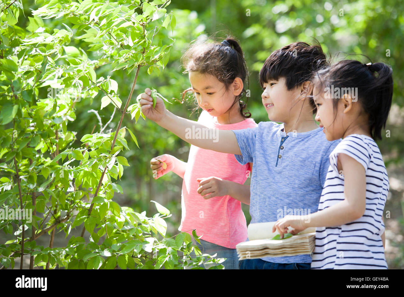 Happy Chinese children collecting sample of leaves in woods Stock Photo ...