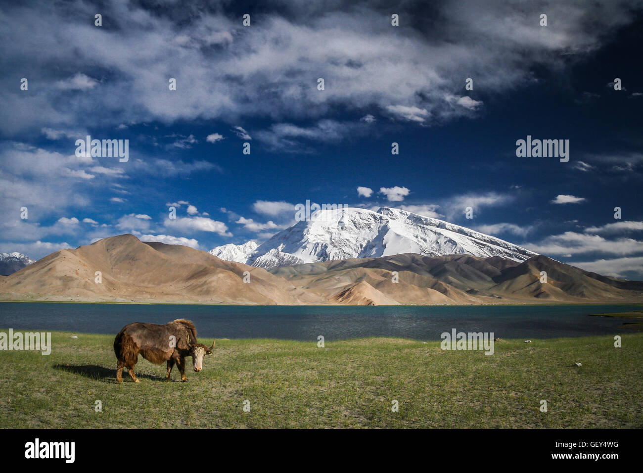 Big yak on the shore of Kara Kul lake in Karakorum China Stock Photo ...