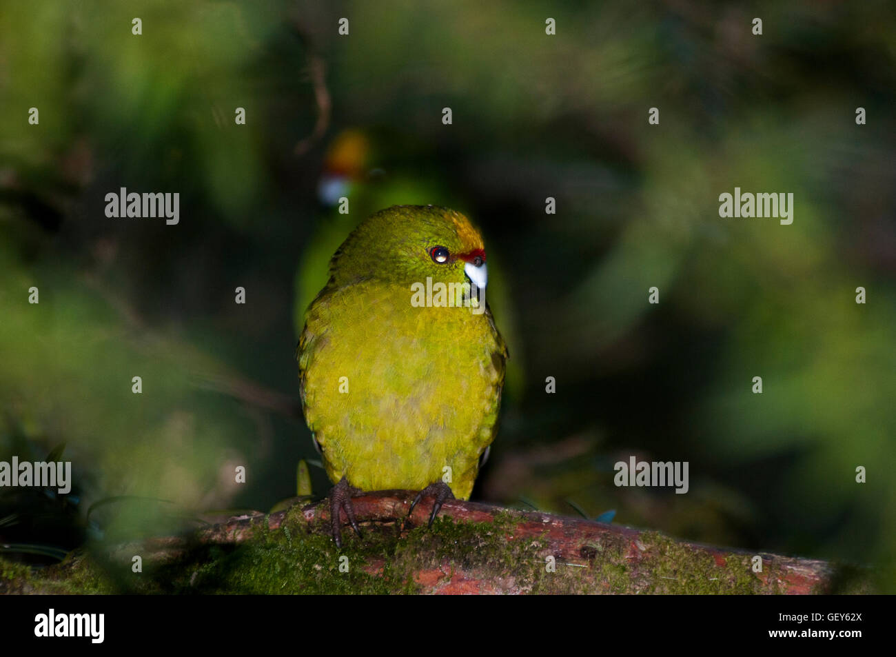 Yellow-Crowned Parakeet observing the forest in an old grown southern ...