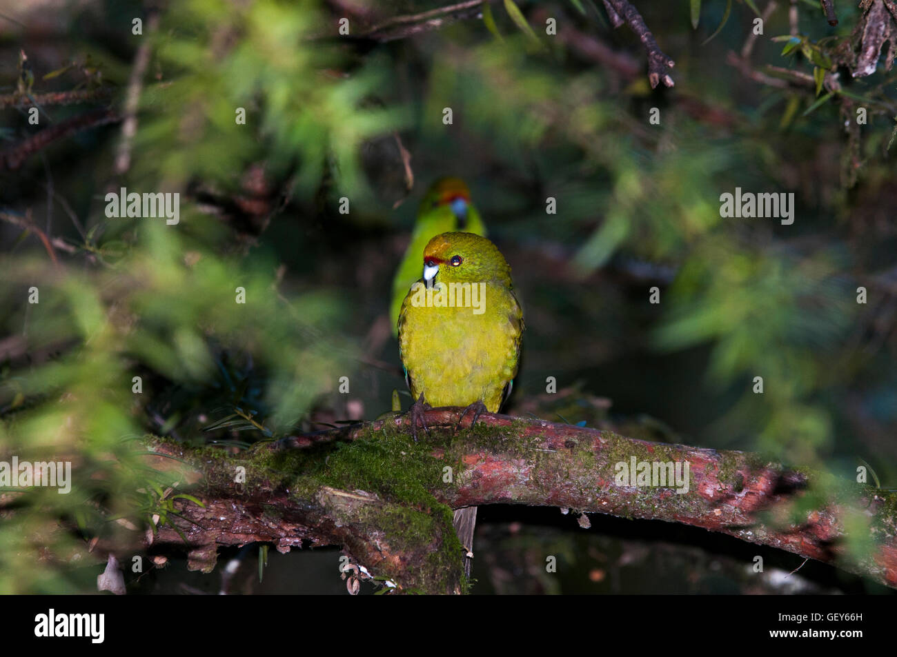 Yellow-Crowned Parakeet observing the forest in an old grown southern ...