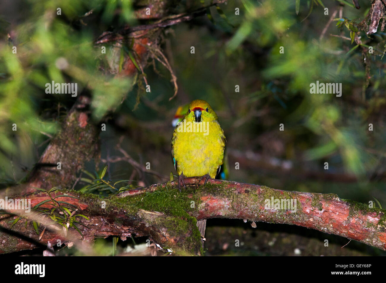 Yellow-Crowned Parakeet observing the forest in an old grown southern ...