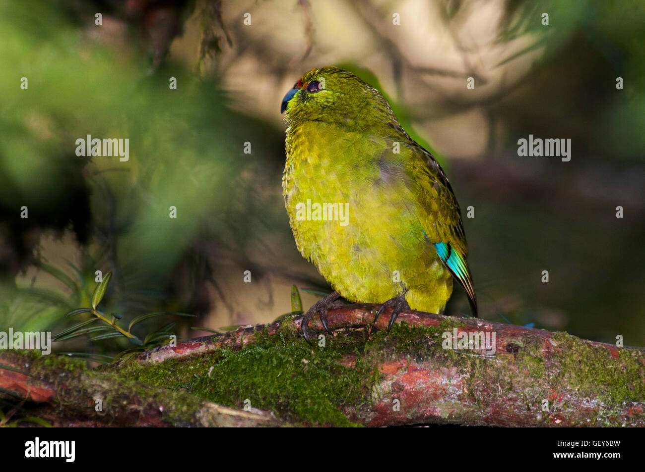 Yellow-Crowned Parakeet observing the forest in an old grown southern ...