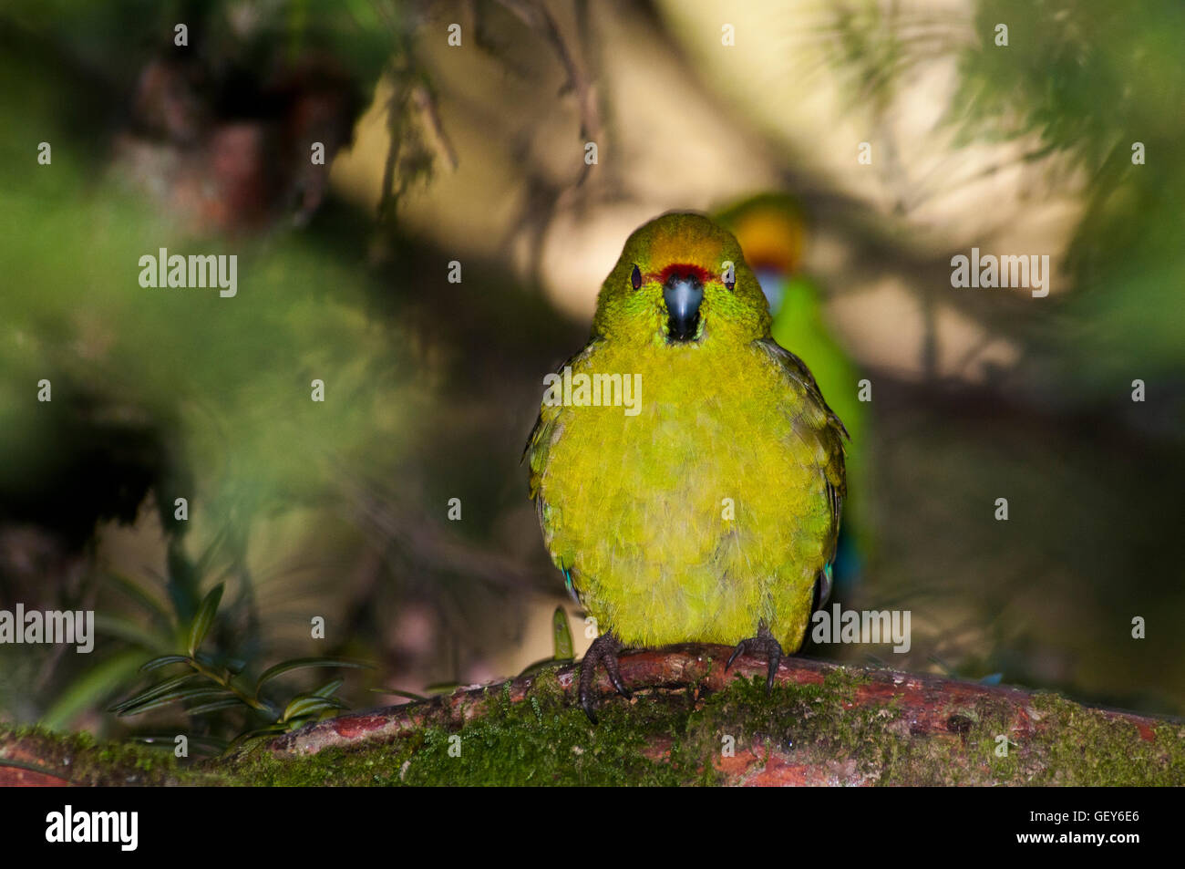 Yellow-Crowned Parakeet observing the forest in an old grown southern ...