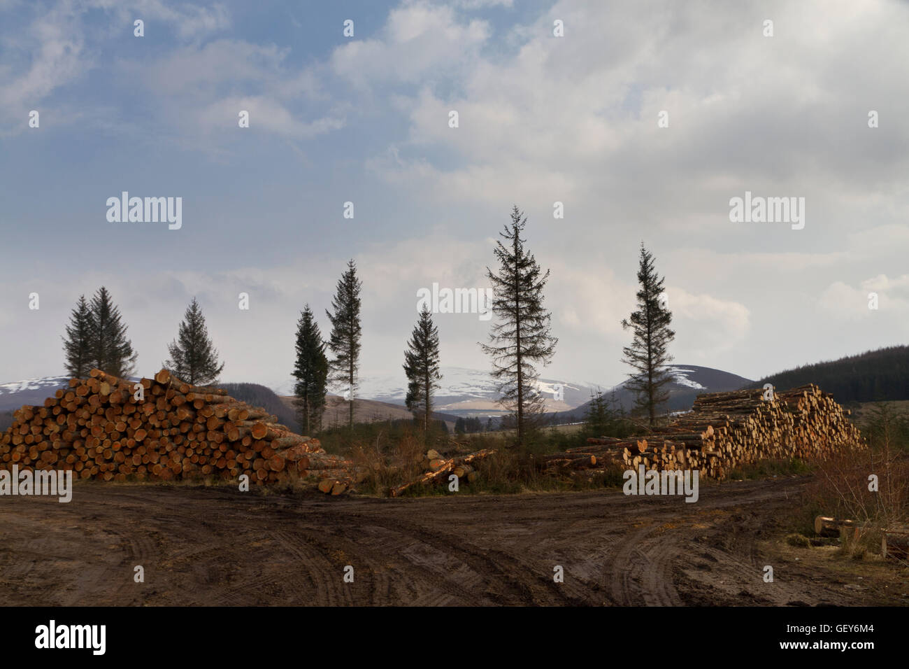 Tree logging in rural hi-res stock photography and images - Alamy