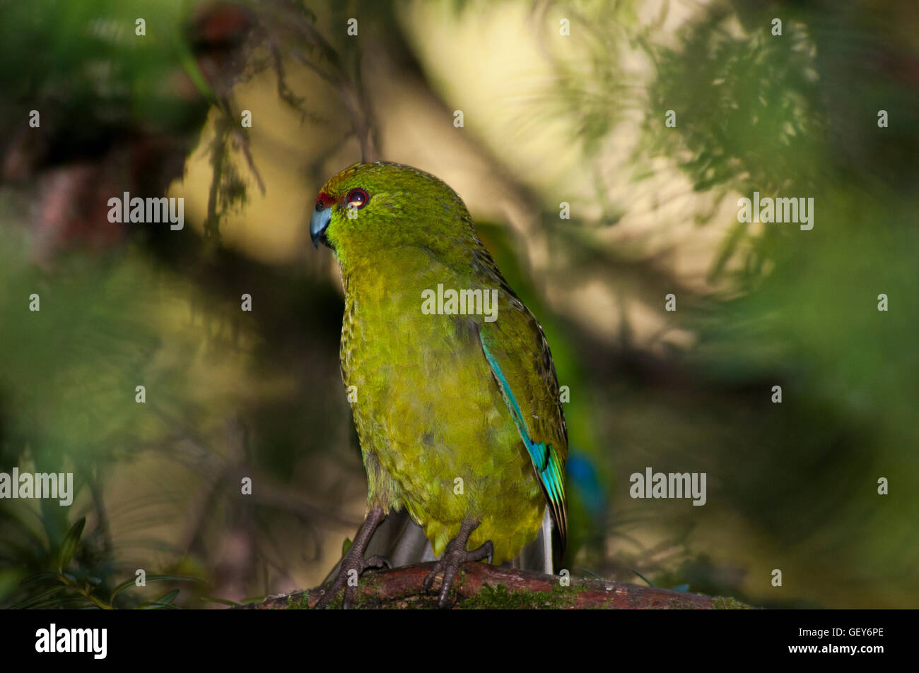 Yellow-Crowned Parakeet observing the forest in an old grown southern ...