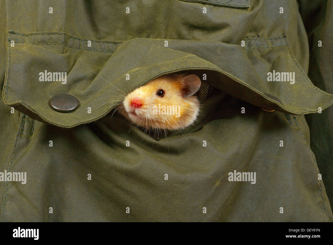 Domestic Pet Hamster in pocket of a childs raincoat Stock Photo - Alamy