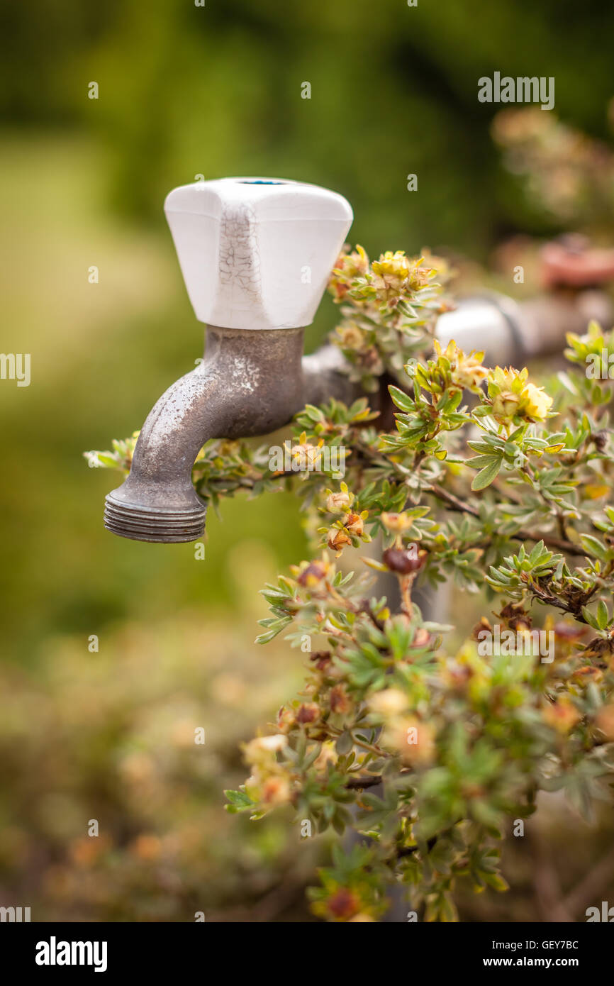 Close up picture of a water tap in the garden Stock Photo - Alamy