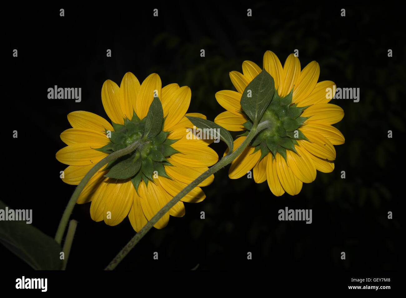 Night view sunflower hi-res stock photography and images - Alamy