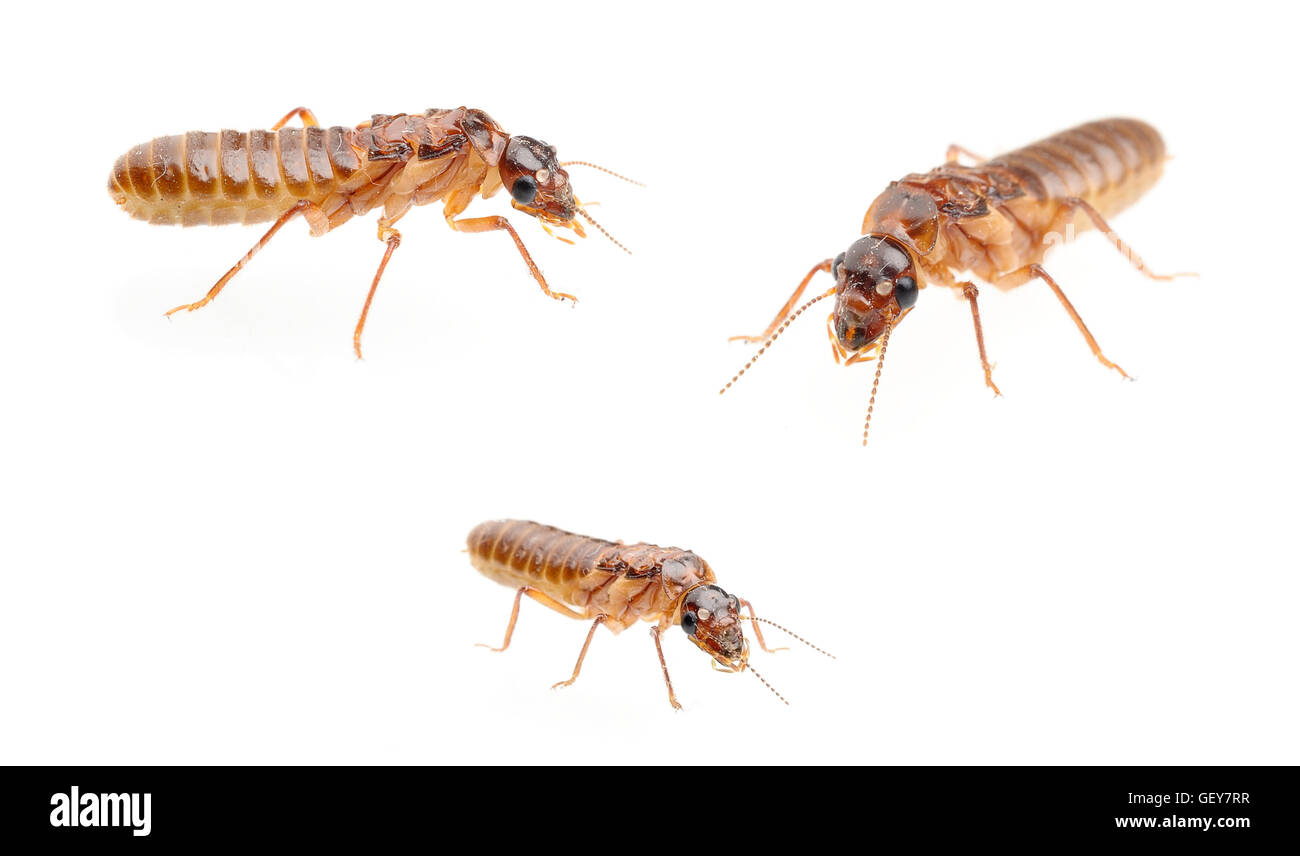 mayfly without wings isolated on white background Stock Photo - Alamy
