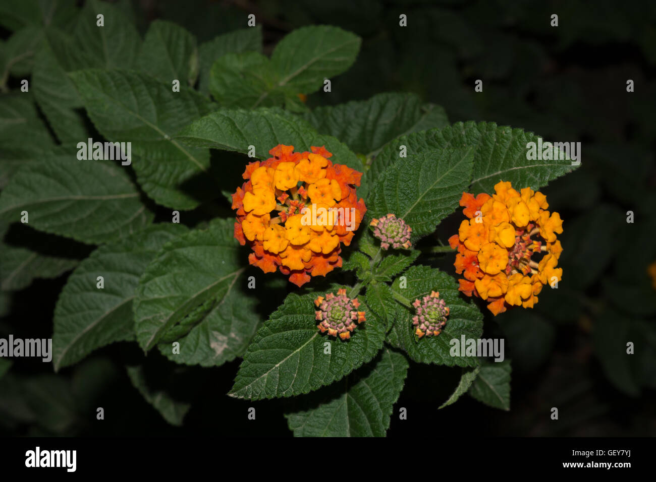 Flowers of Lantana camara Stock Photo - Alamy