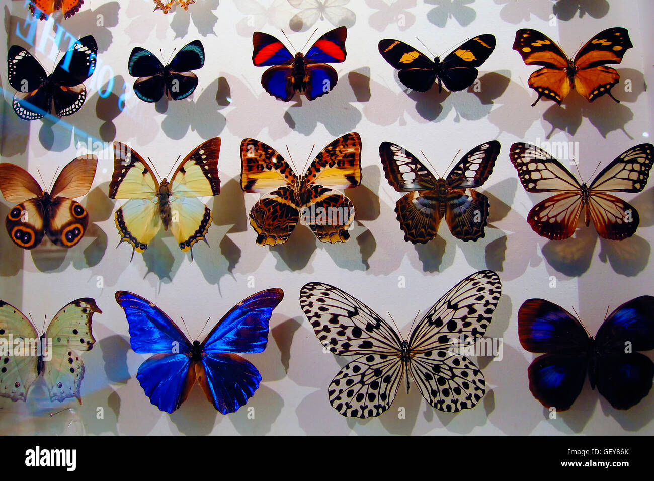 A colorful butterfly collection Stock Photo - Alamy