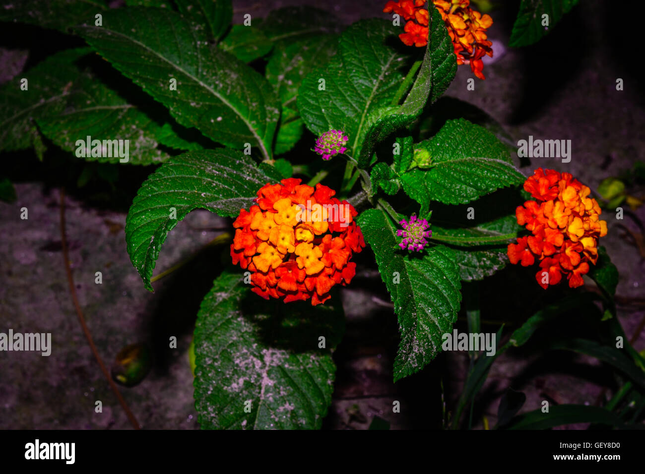 Flowers of Lantana camara Stock Photo - Alamy