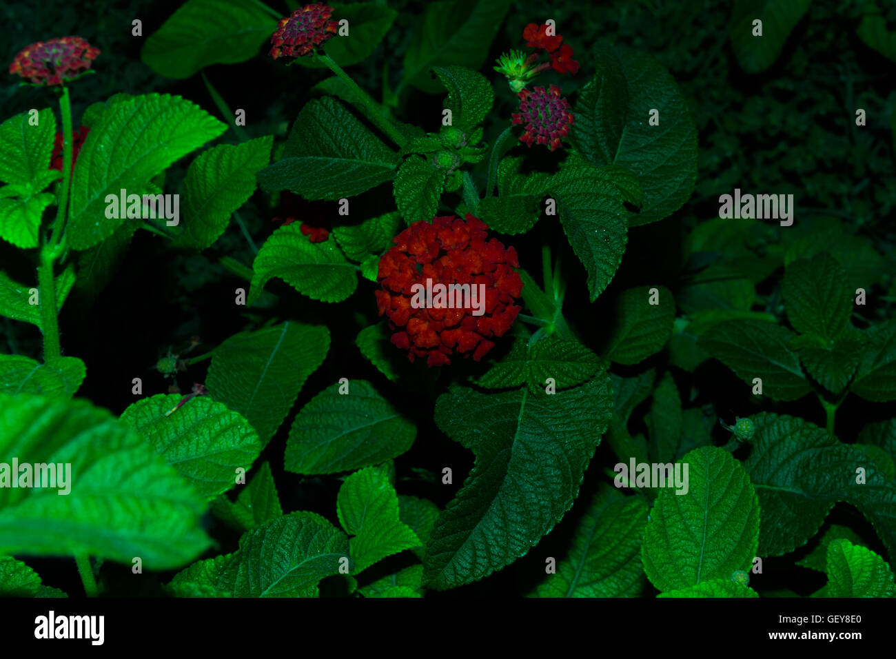 Flowers of Lantana camara Stock Photo - Alamy