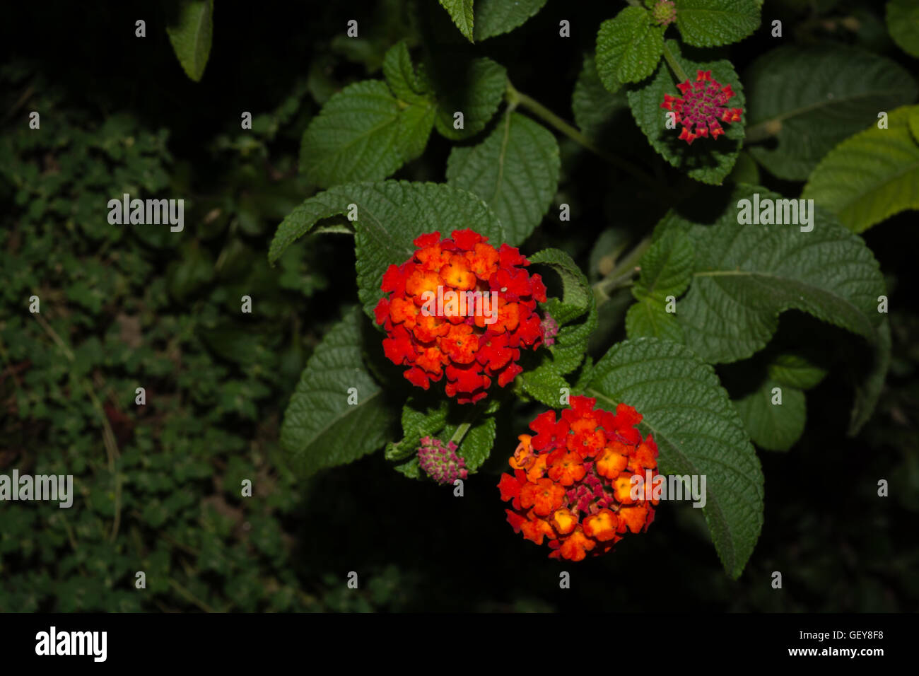 Flowers of Lantana camara Stock Photo - Alamy
