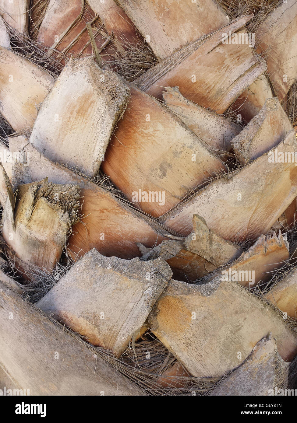 Background with a palm tree trunk Stock Photo - Alamy