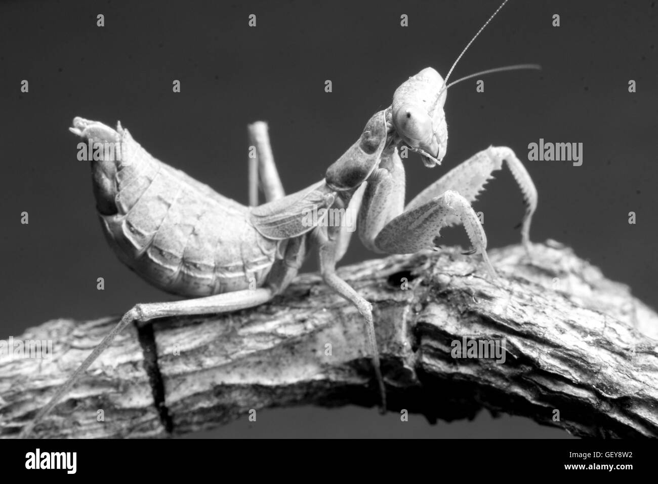 Praying mantis antenna Black and White Stock Photos & Images - Alamy