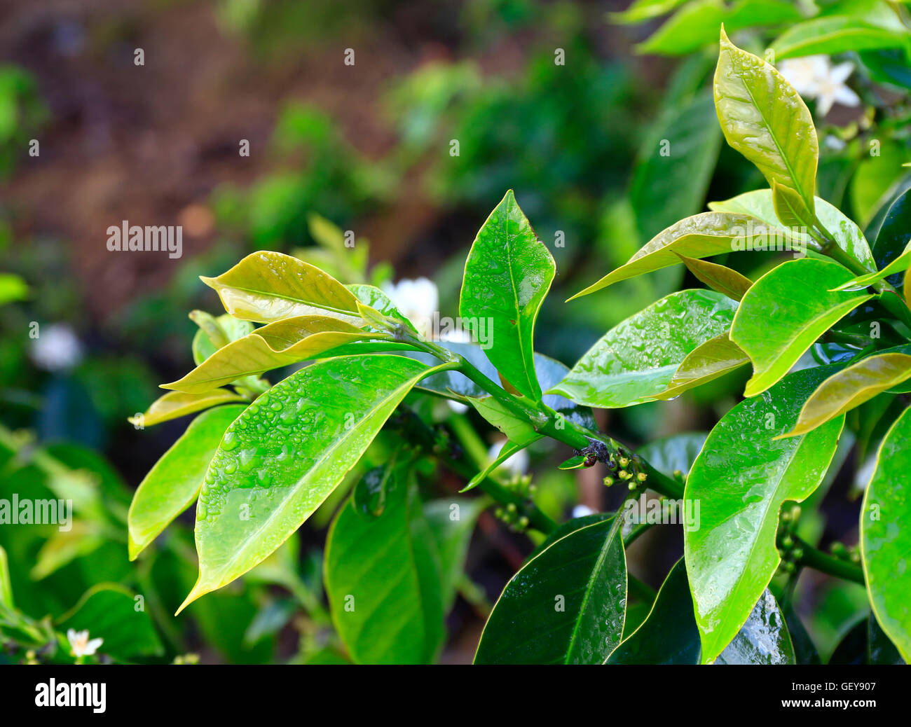 Coffee tree with coffee bean on cafe plantation Stock Photo - Alamy