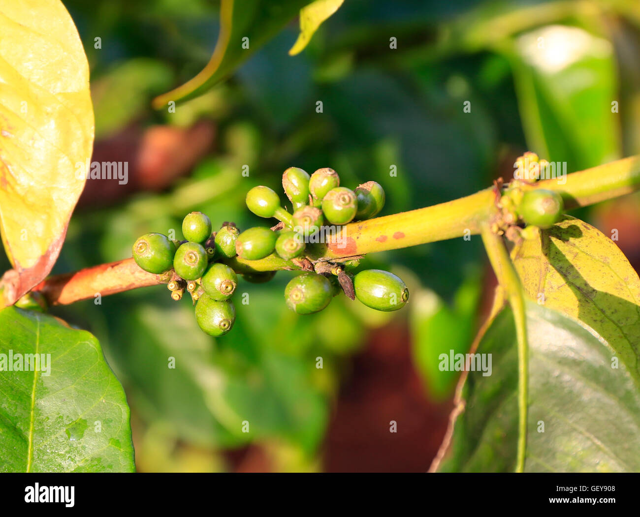 Coffee tree with coffee bean on cafe plantation Stock Photo - Alamy