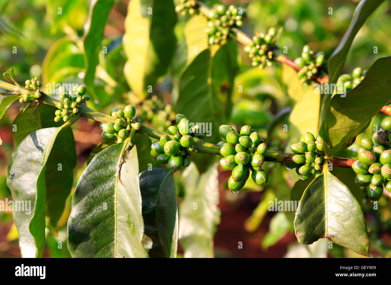 Coffee tree with coffee bean on cafe plantation Stock Photo - Alamy