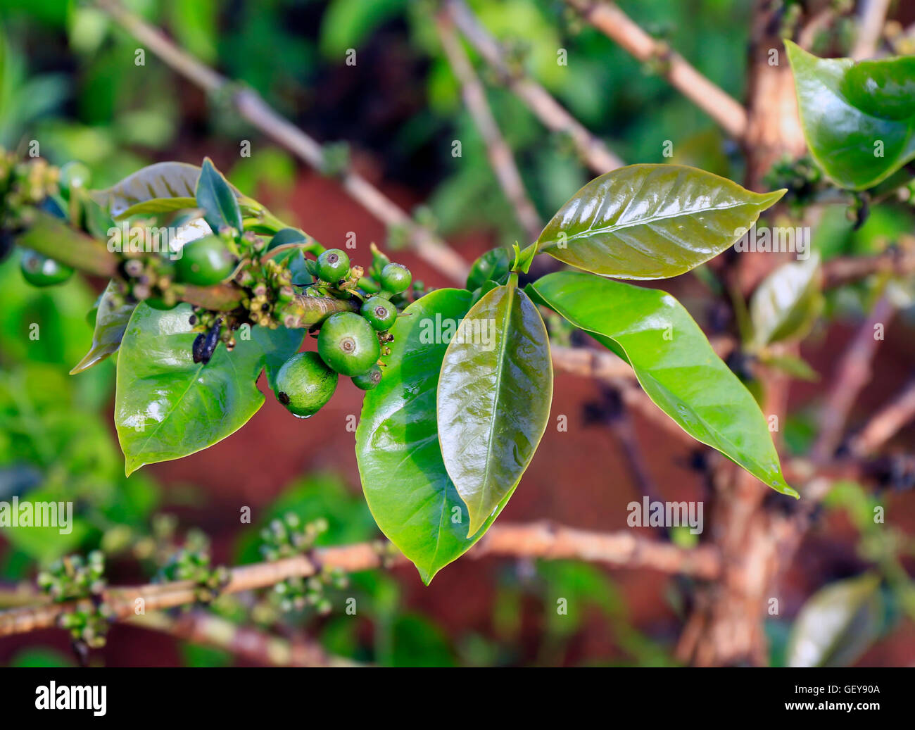 Coffee tree with coffee bean on cafe plantation Stock Photo - Alamy