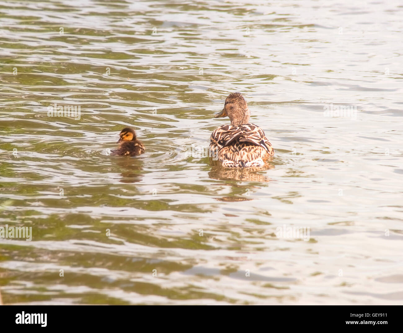 Ducklings on water hi-res stock photography and images - Alamy