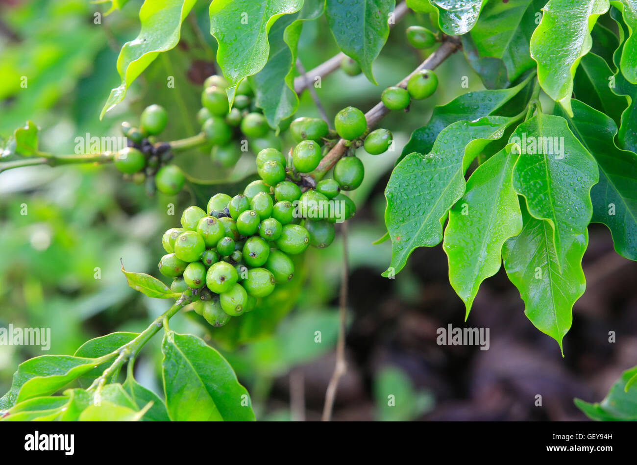 Coffee tree with coffee bean on cafe plantation Stock Photo - Alamy