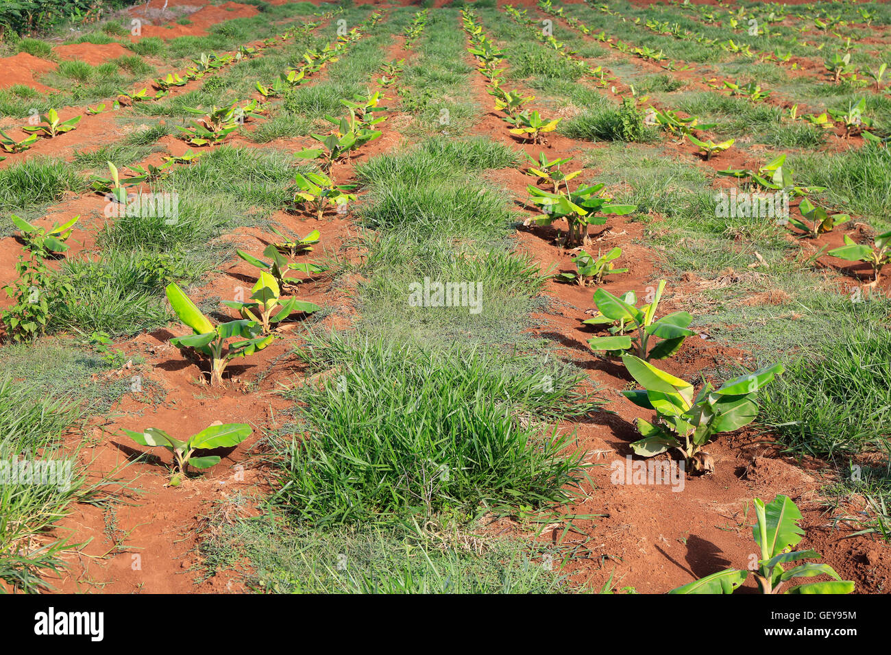 Banana Plantation Field in Vietnam Stock Photo - Alamy