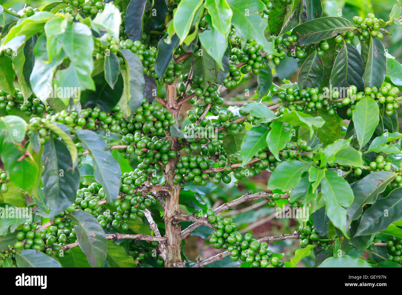 Coffee tree with coffee bean on cafe plantation Stock Photo - Alamy