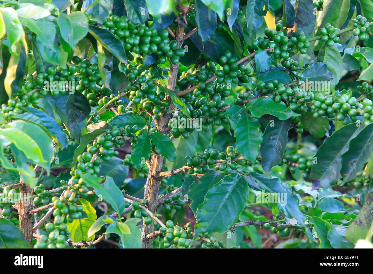 Coffee tree with coffee bean on cafe plantation Stock Photo - Alamy