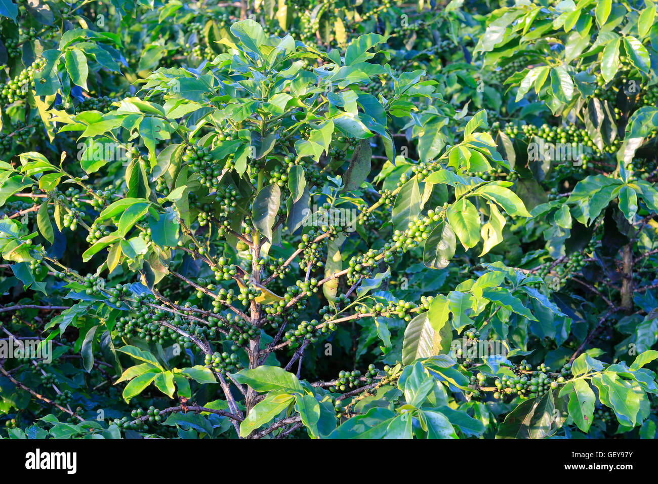 Coffee tree with coffee bean on cafe plantation Stock Photo - Alamy