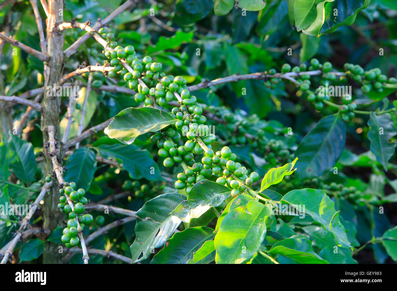 Coffee tree with coffee bean on cafe plantation Stock Photo - Alamy