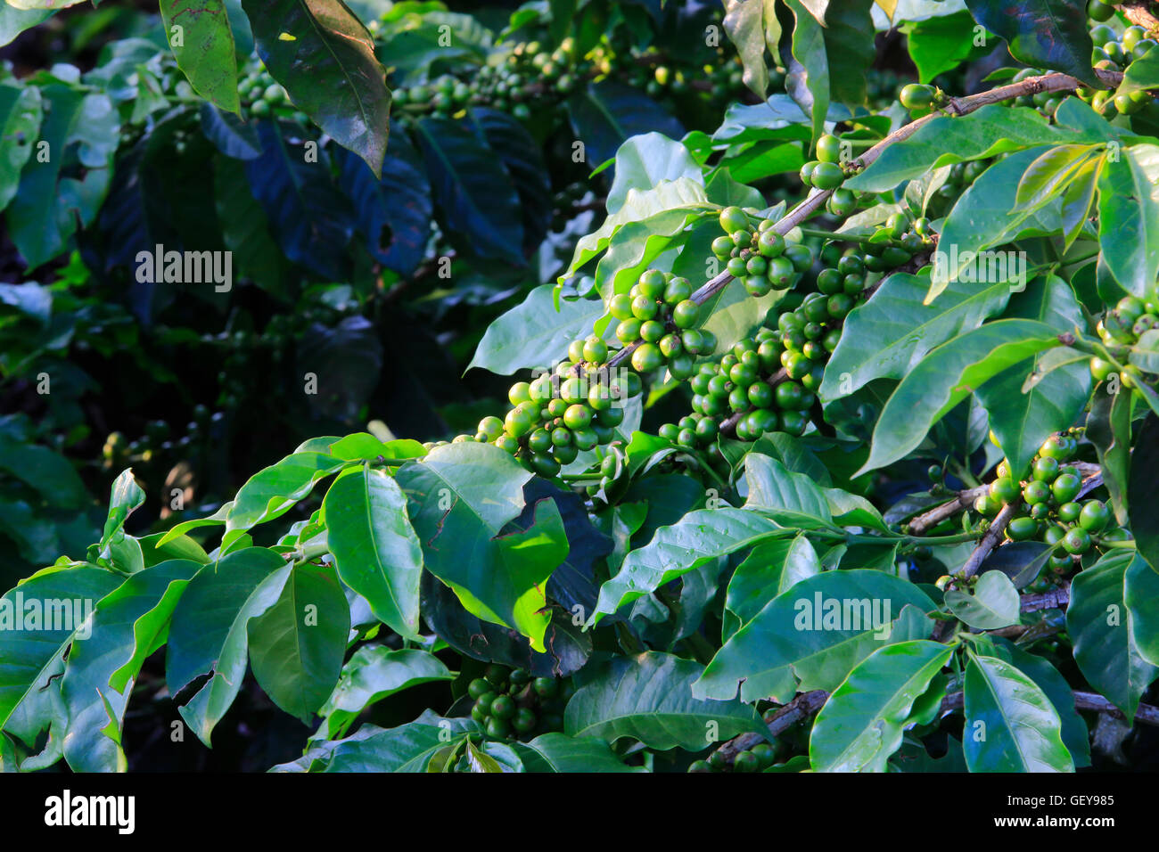Coffee tree with coffee bean on cafe plantation Stock Photo - Alamy