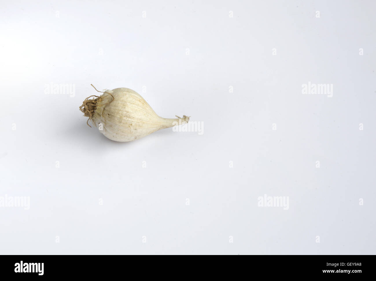 "Alone" garlic - Special garlic Of vietnam Stock Photo - Alamy