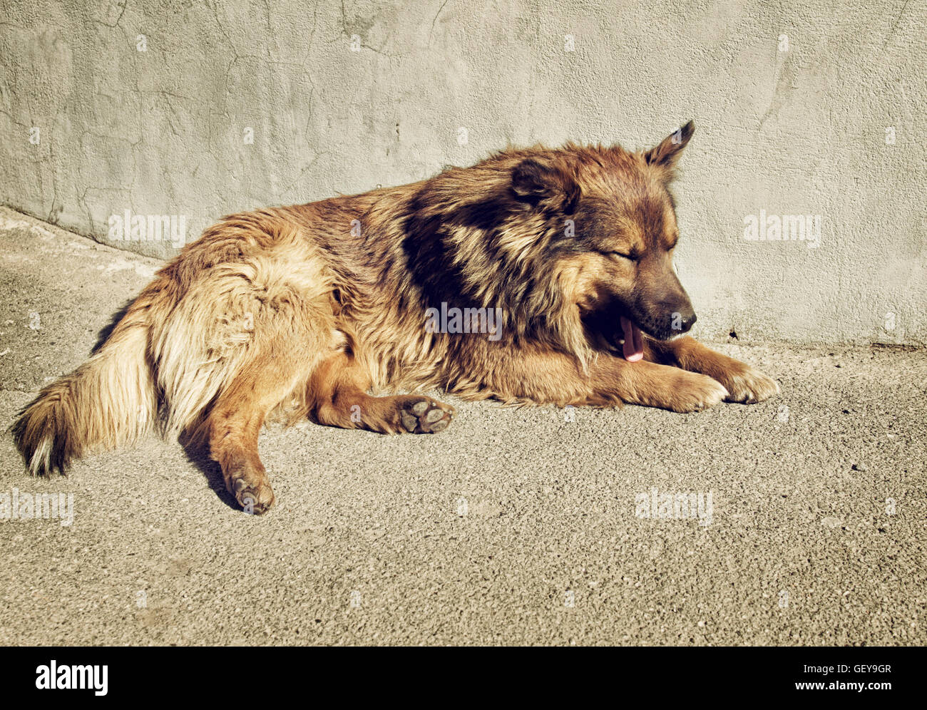 Sleepy homeless dog with sad eyes is laying outdoors Stock Photo - Alamy