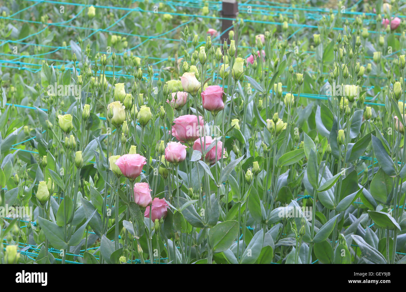 Beautiful white eustoma flowers in greenhouse Stock Photo - Alamy