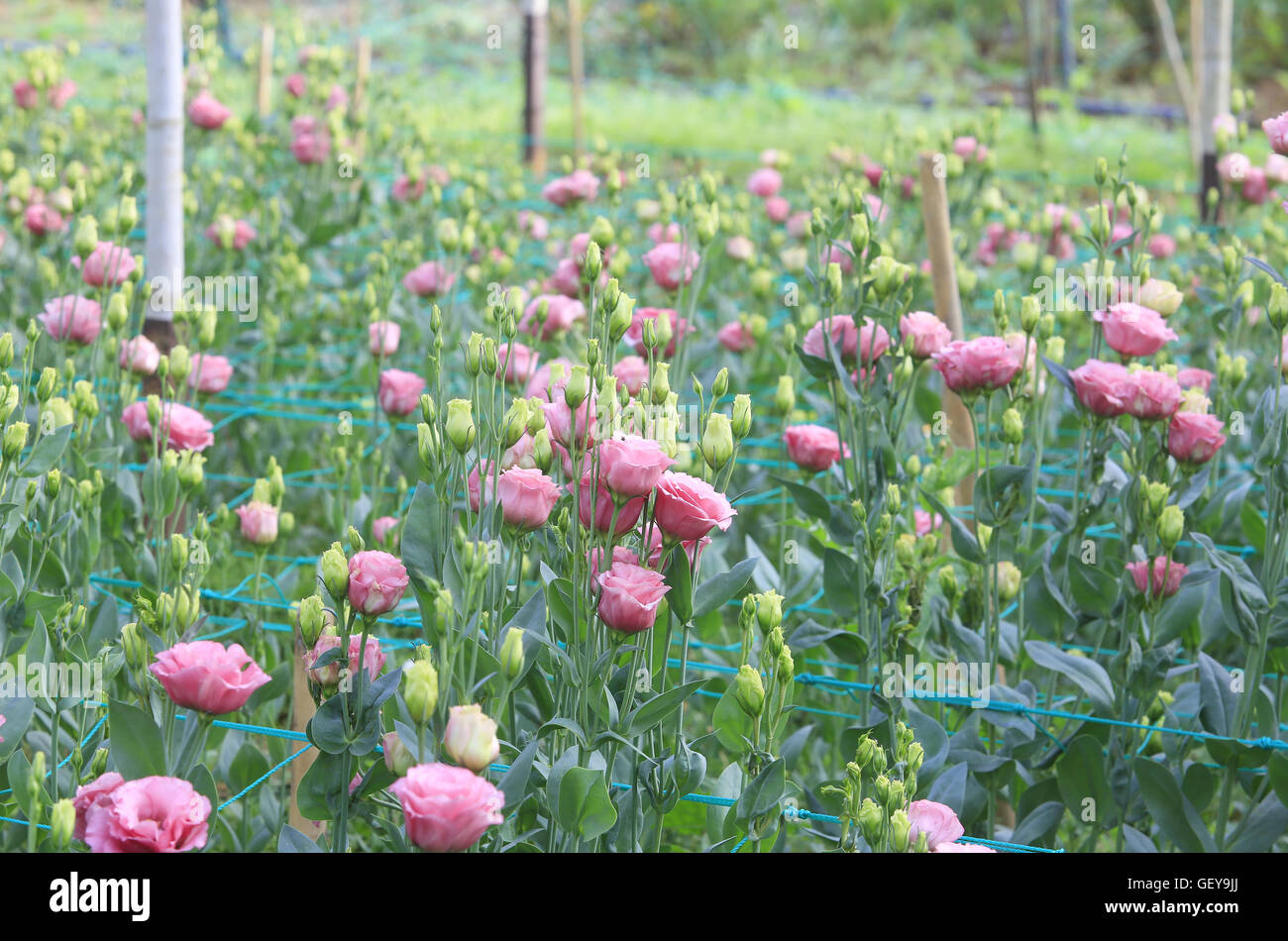 Beautiful white eustoma flowers in greenhouse Stock Photo - Alamy