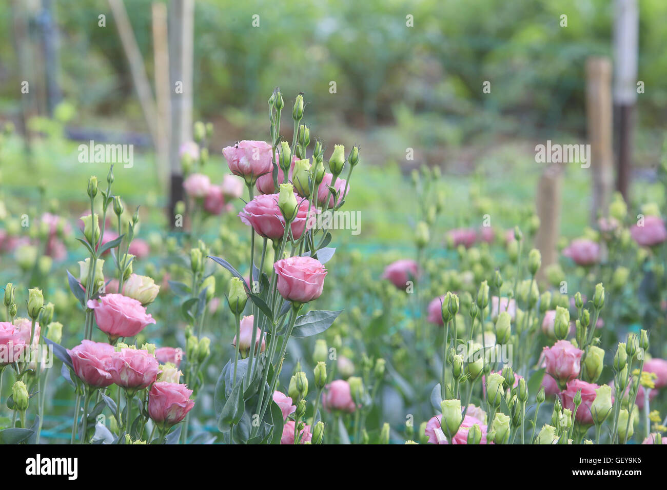 Beautiful white eustoma flowers in greenhouse Stock Photo - Alamy