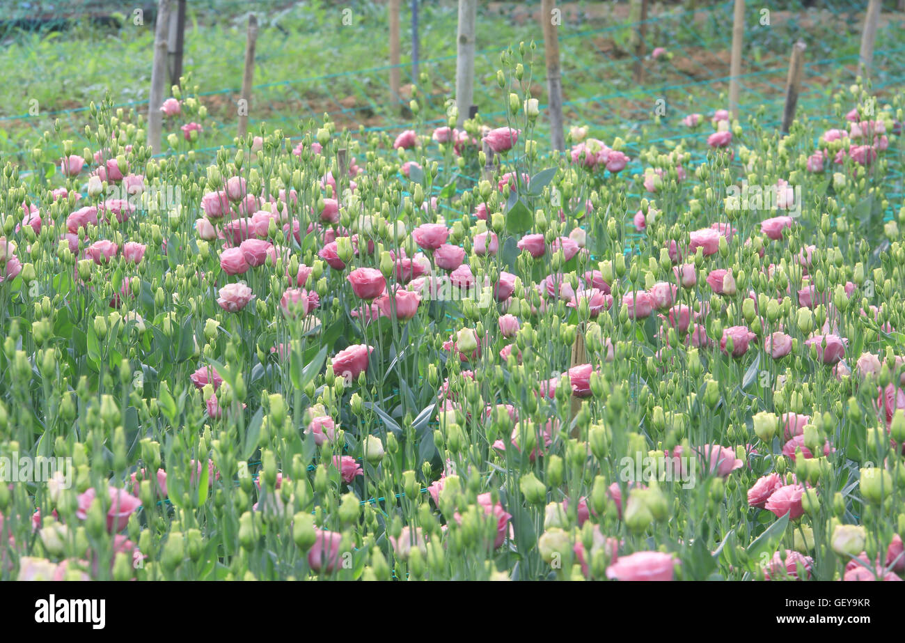 Beautiful white eustoma flowers in greenhouse Stock Photo - Alamy