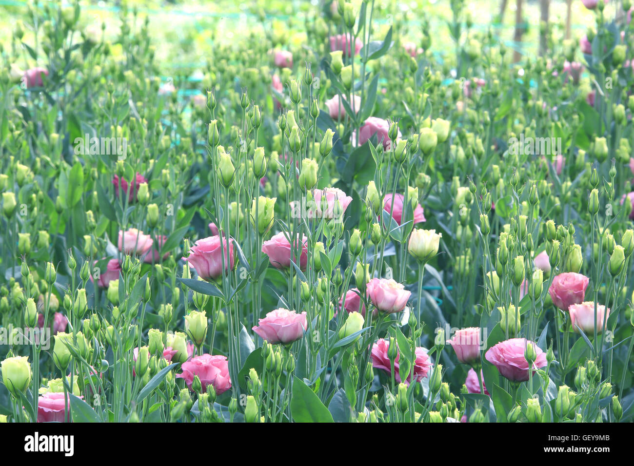 Beautiful white eustoma flowers in greenhouse Stock Photo - Alamy