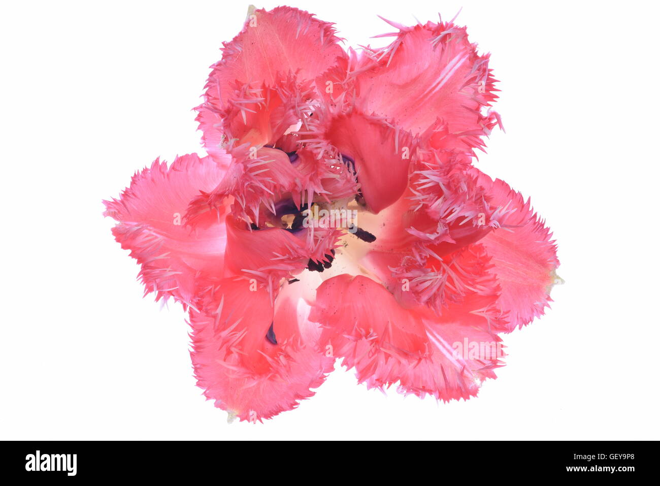 Studio shot pink tulip Cut Out Stock Images & Pictures - Alamy