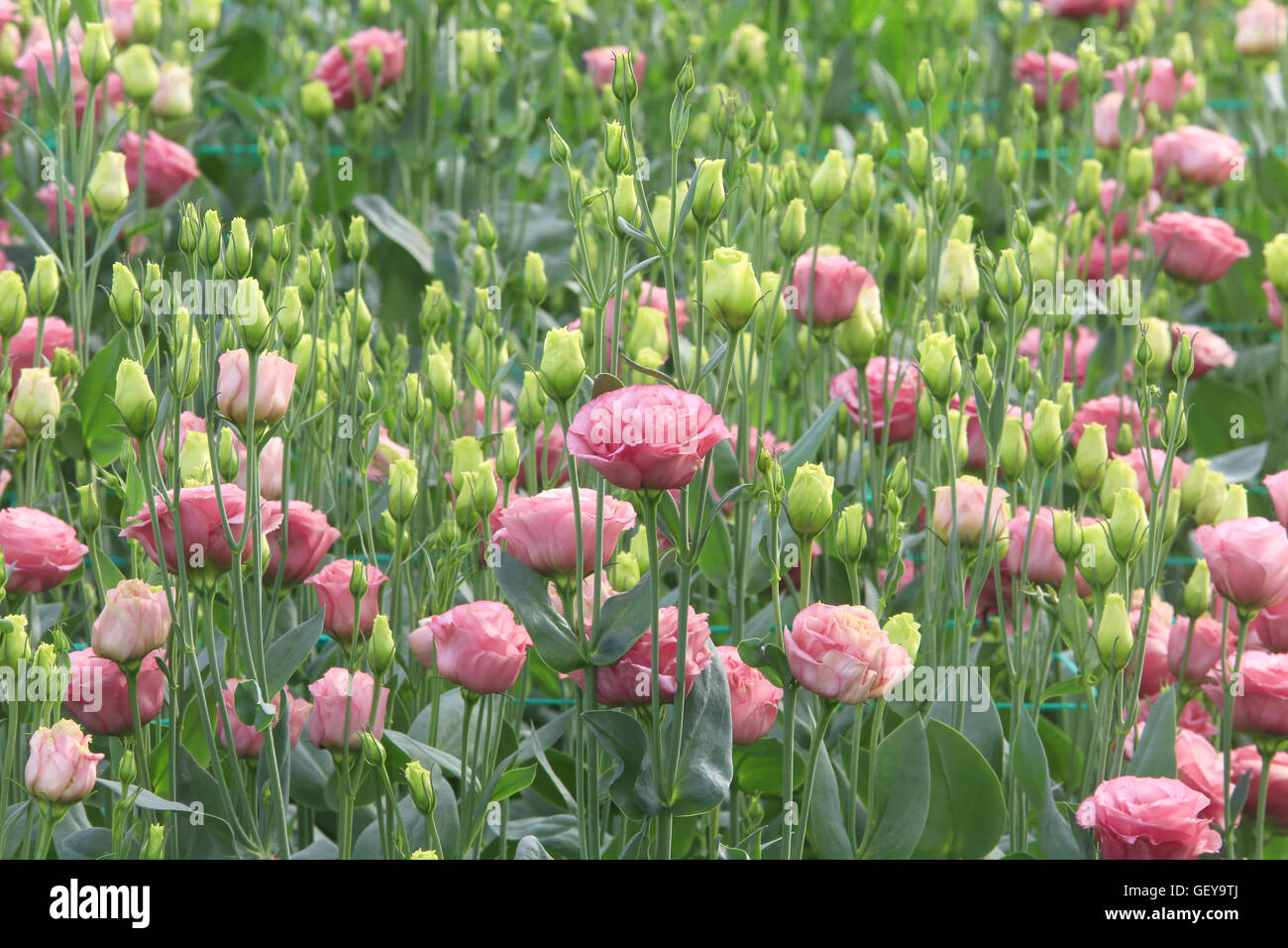 Beautiful white eustoma flowers in greenhouse Stock Photo - Alamy